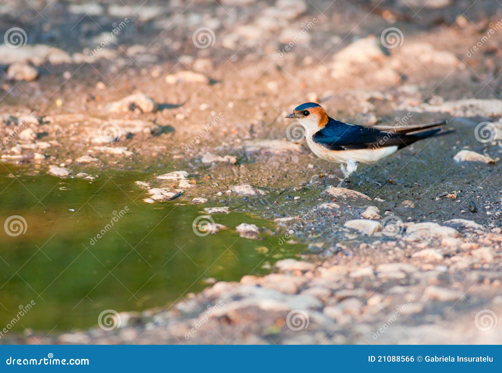 Red-rumped Swallow stock photo. Image of rumped, pool - 21088566