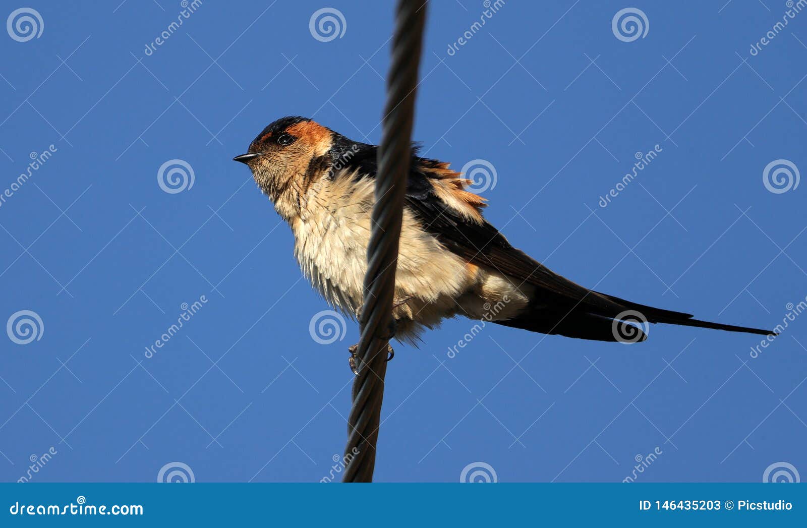 Red rumped swallow stock image. Image of rare, shot - 146435203