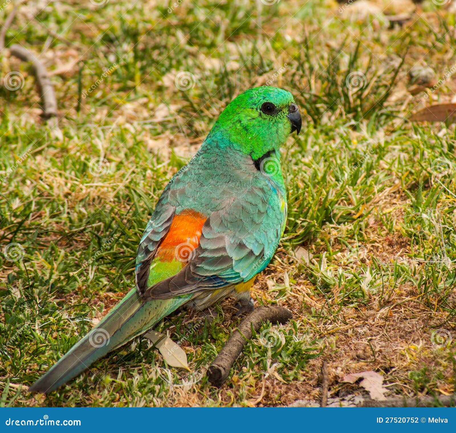 Red-rumpted Parrot stock photo. Image of birds, fields - 27520752