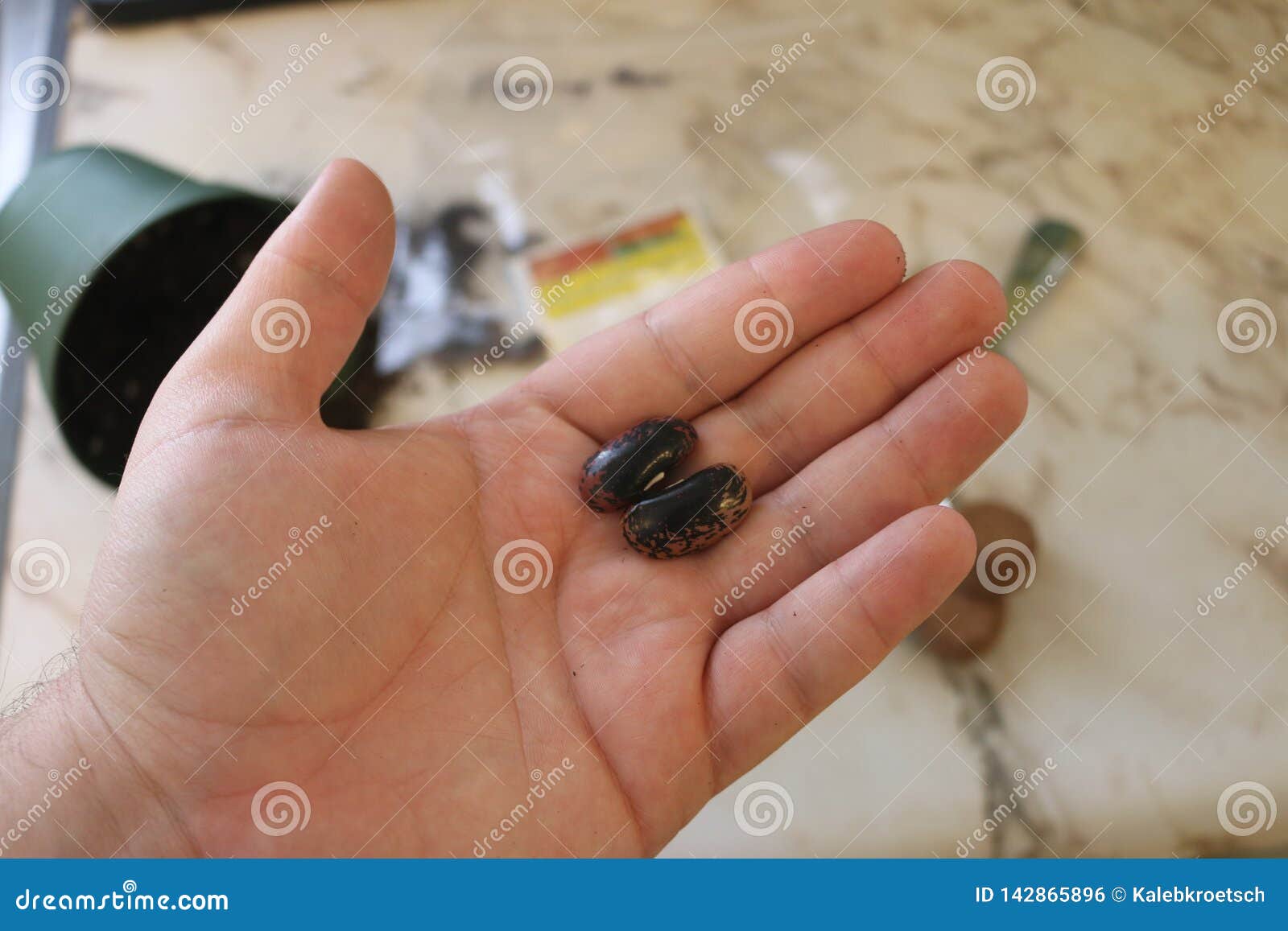 Red Runner Bean Seed, Growing and Sowing Seed Concept Stock Photo ...