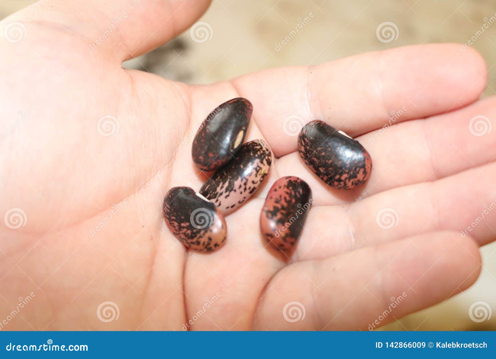 Red Runner Bean Seed, Growing and Sowing Seed Concept Stock Image ...