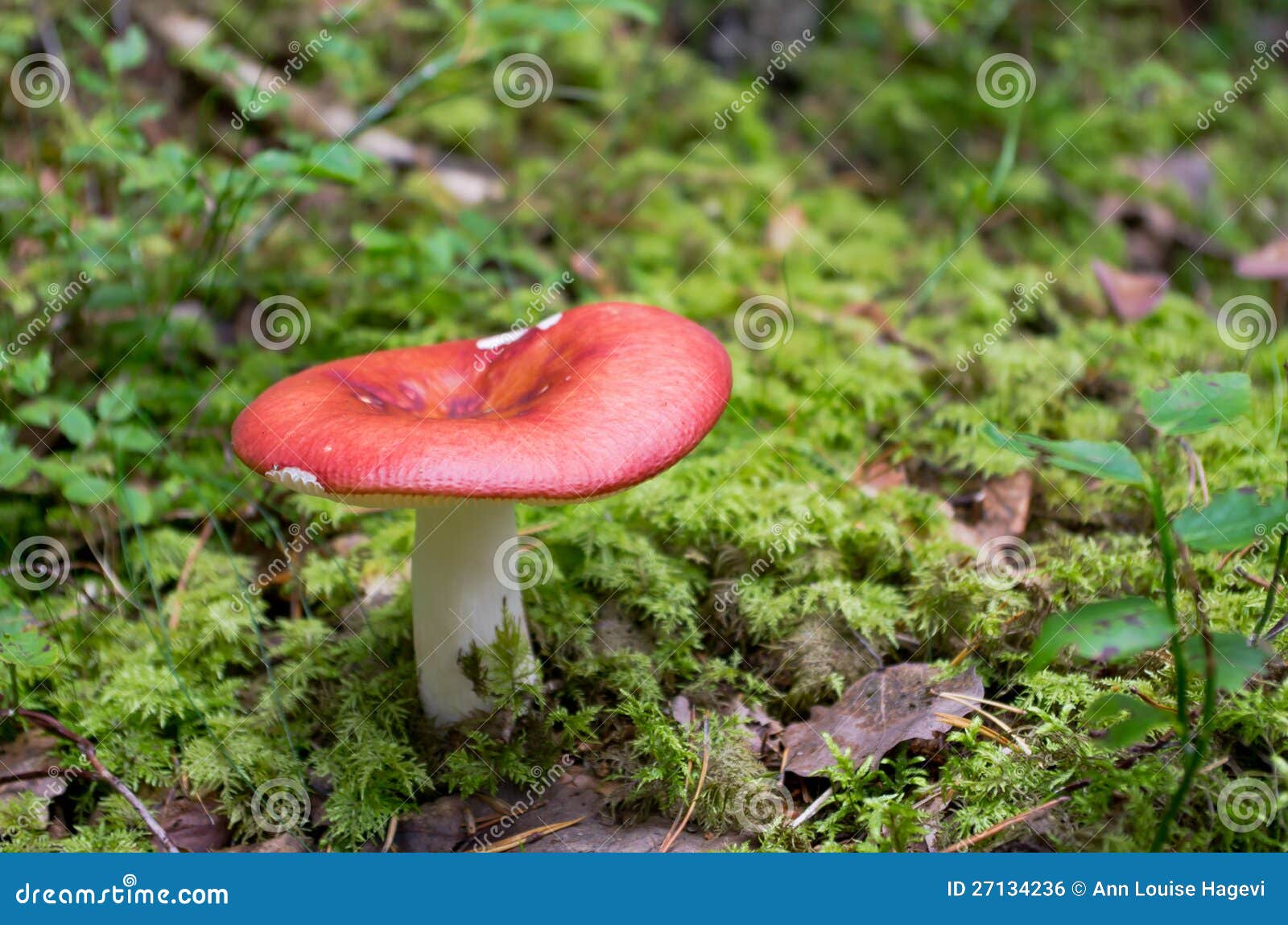Red Russula stock photo. Image of eatable, autumn, summer - 27134236