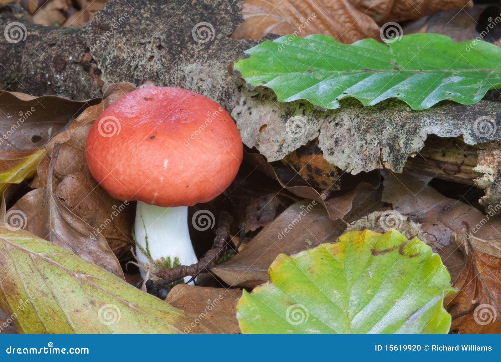 Red Russula with leaves. stock photo. Image of mycology - 15619920