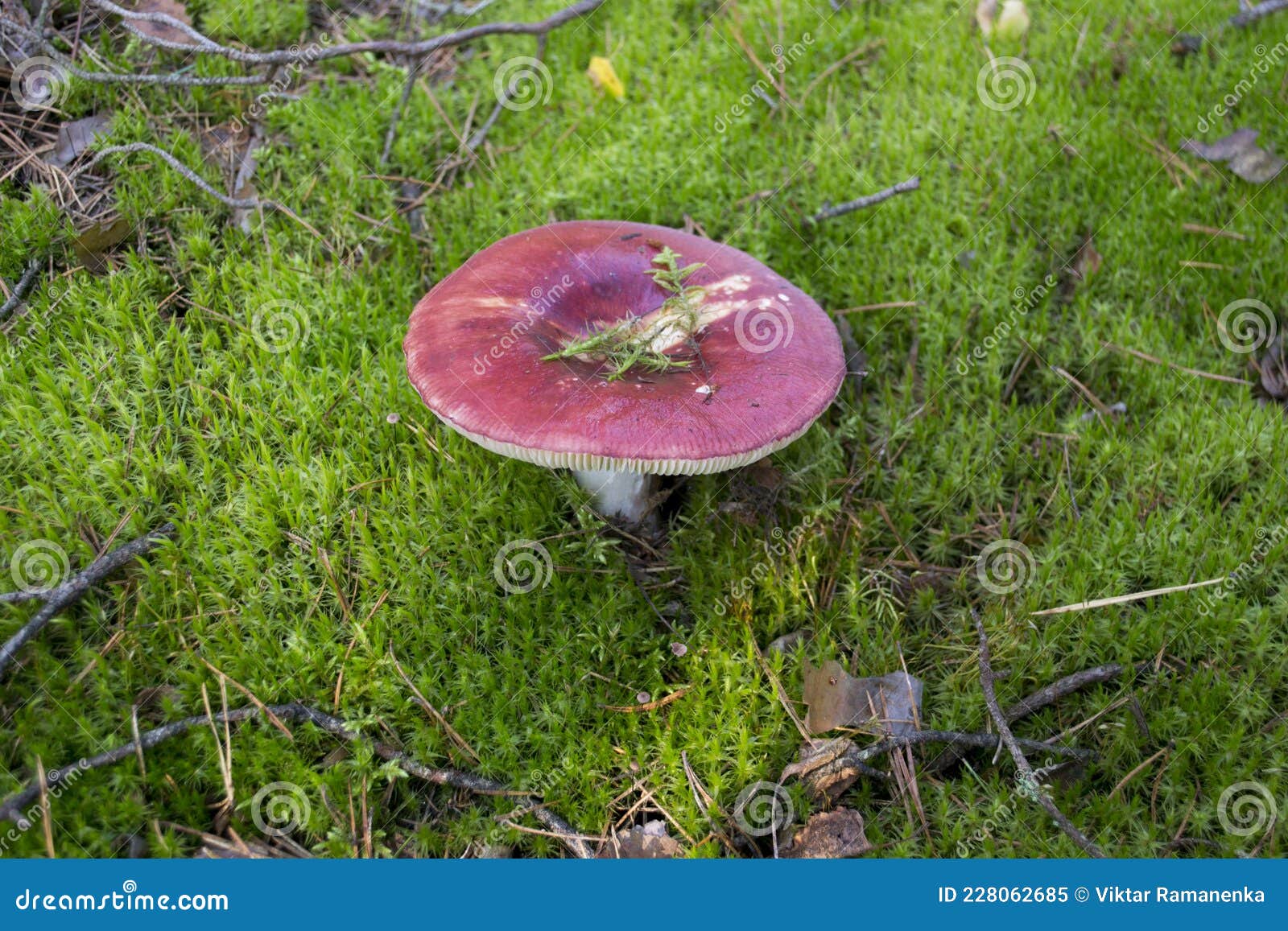 Red Russula Mushroom stock image. Image of health, mushroom - 228062685