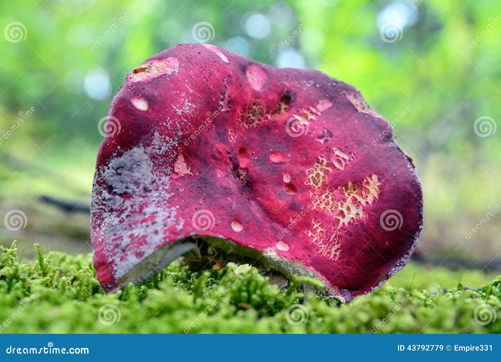 Red russula mushroom stock image. Image of fungus, purple - 43792779
