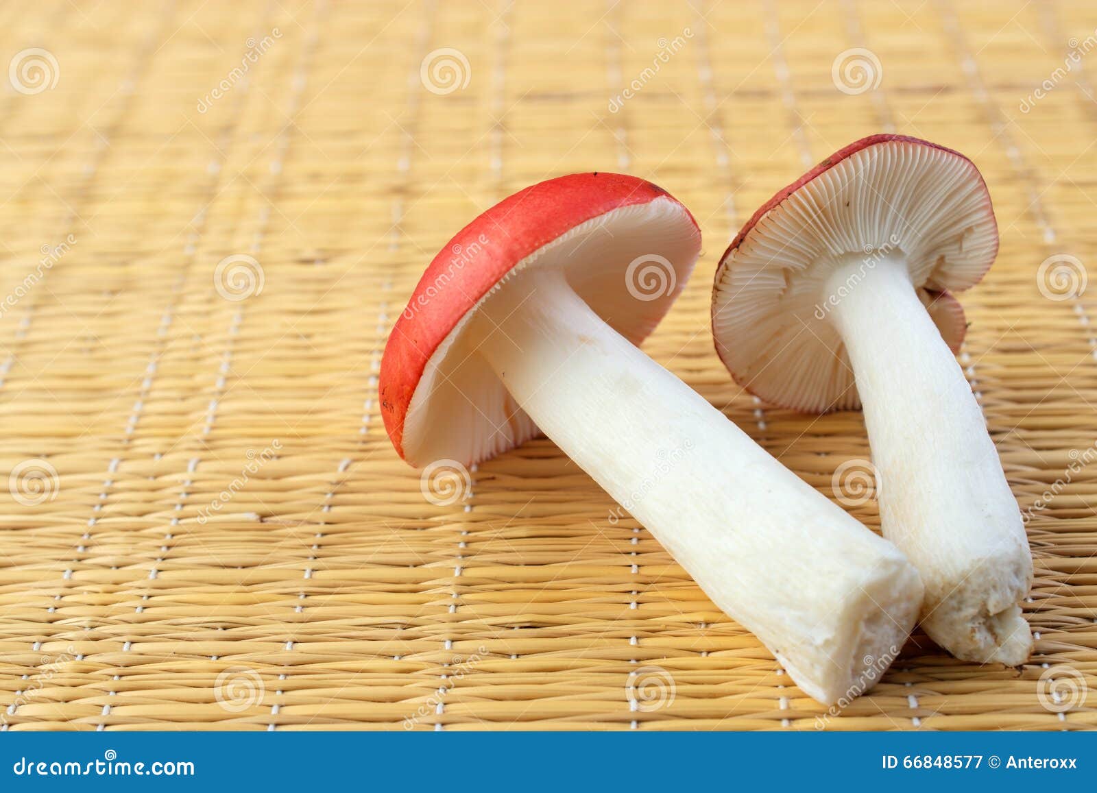 Red russula mushrooms stock image. Image of edible, russula - 66848577