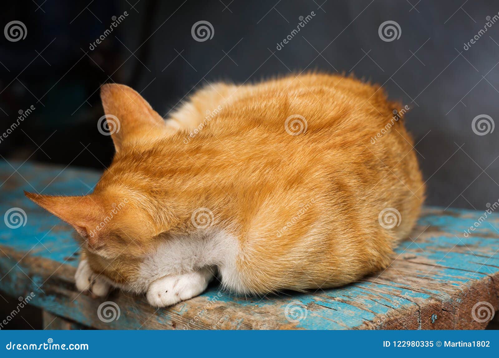 Orange Cat Resting after Lunch Stock Image - Image of ginger, kitty ...