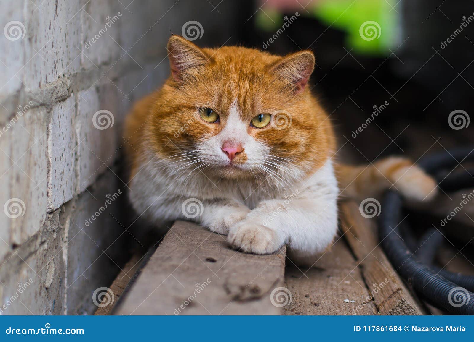 Red sad cat stock photo. Image of portrait, color, homeless - 117861684