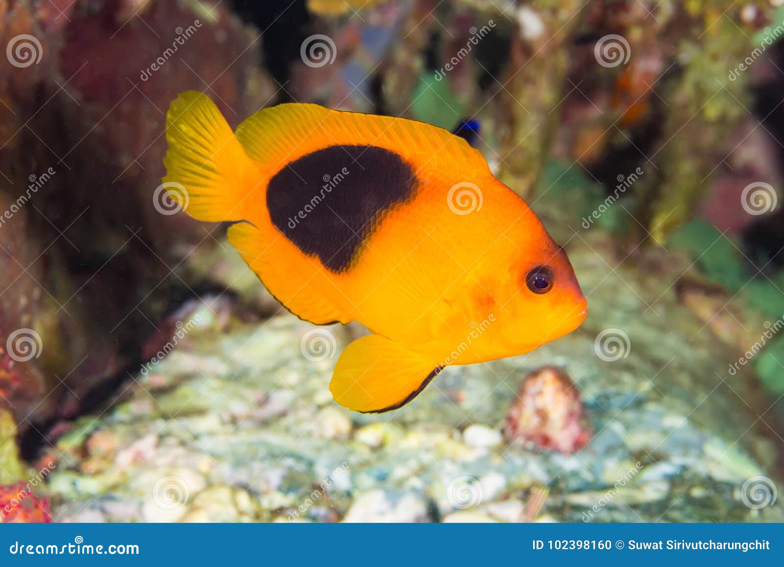 Red Saddleback Anemonefish Amphiprion Ephippium Stock Photo - Image of ...