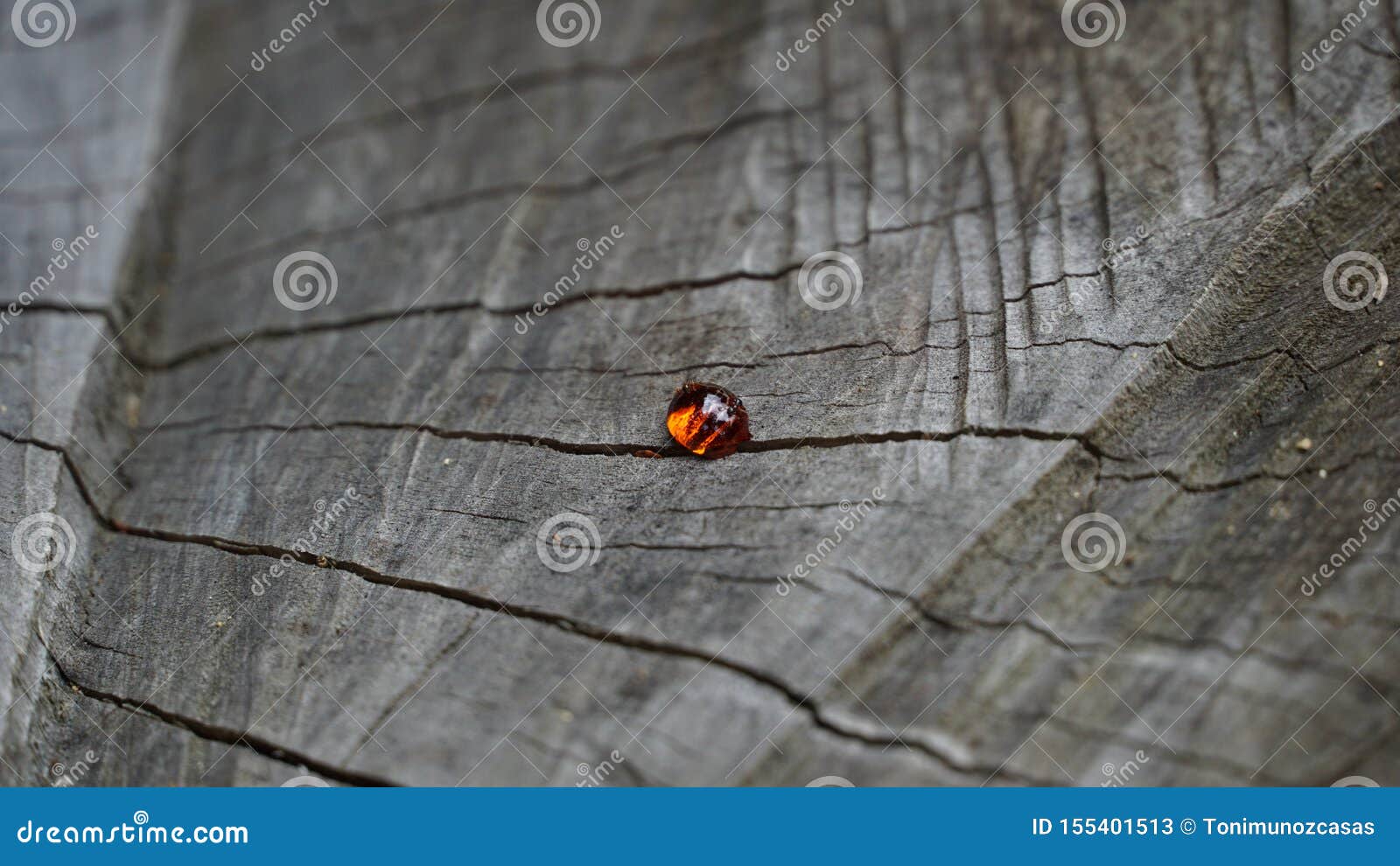 Red Sage tree stock image. Image of wood, small, tree - 155401513