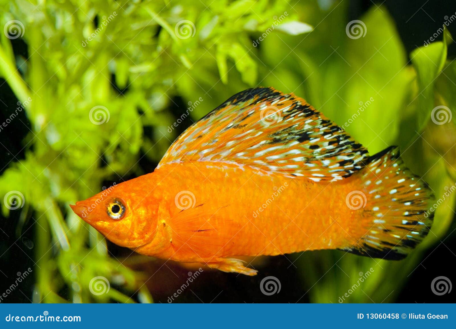 Red Sailfin Molly in Aqaurium Stock Photo - Image of exotic, underwater ...