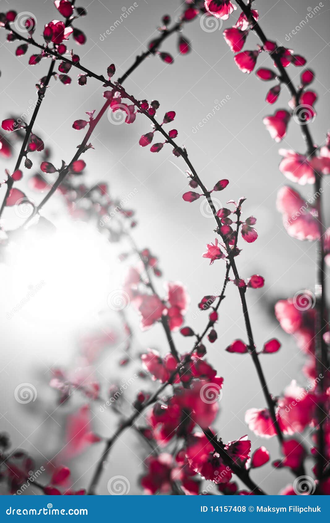 Red sakura stock photo. Image of floral, softness, pink - 14157408