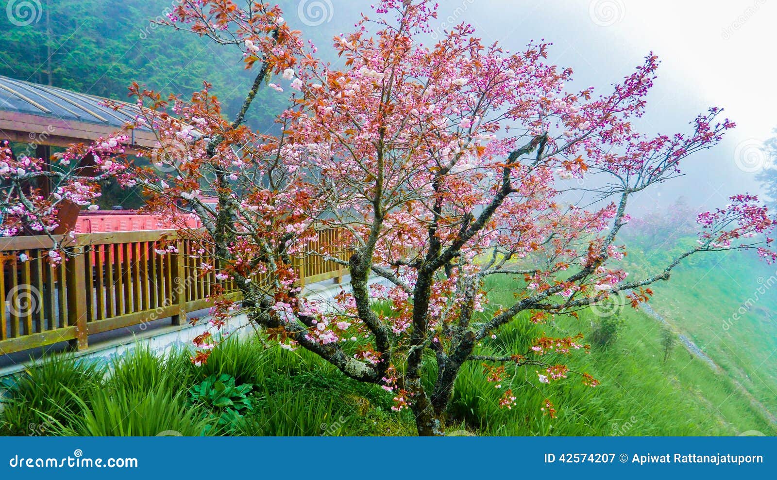 REd sakura stock image. Image of beauty, macro, flowers - 42574207