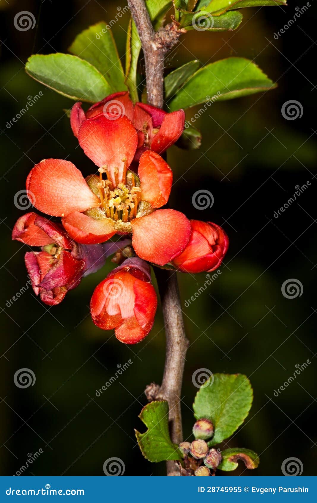 Red sakura flower stock image. Image of floral, blossom - 28745955