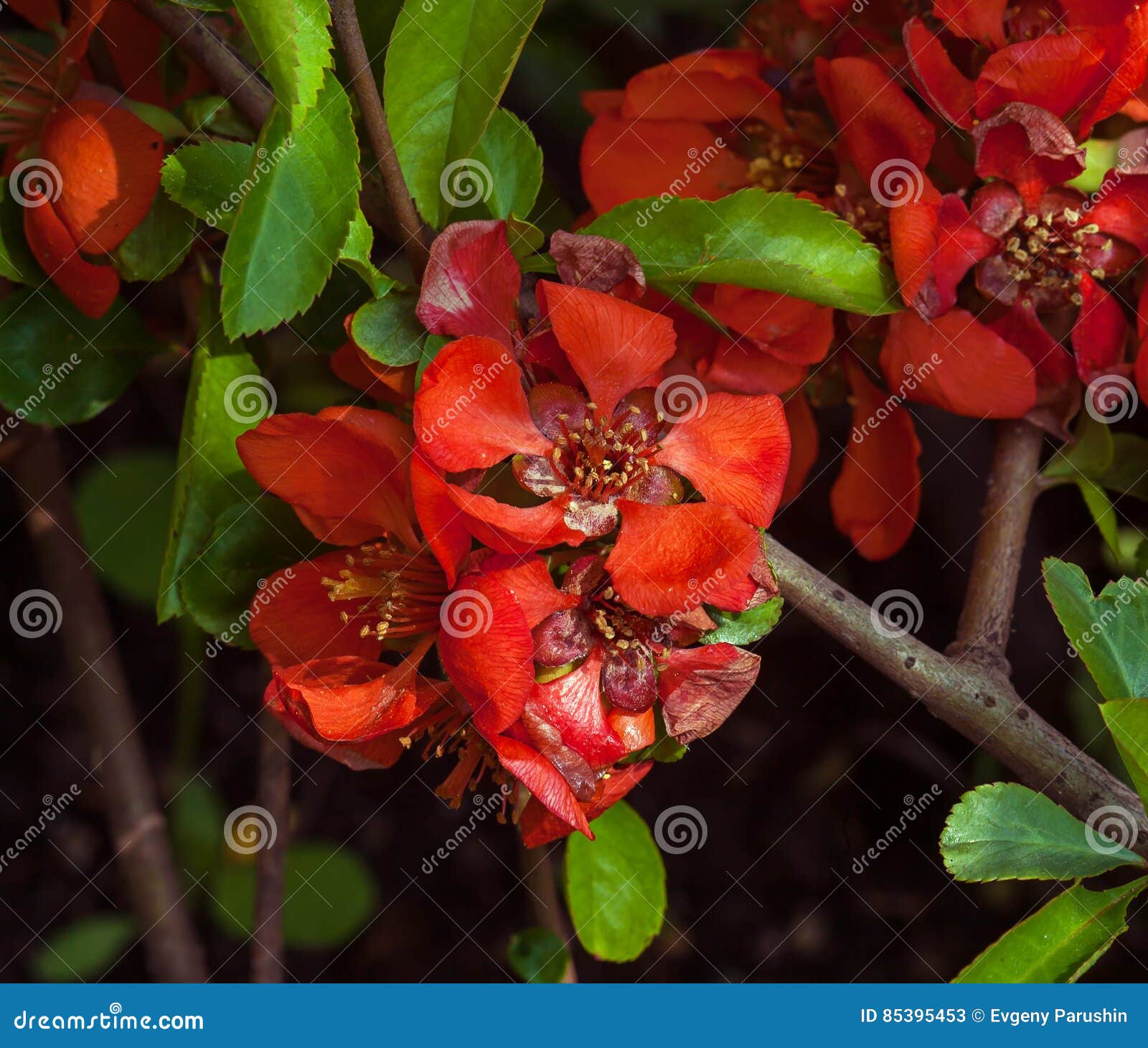 Red sakura flower stock image. Image of sakura, blossom - 85395453
