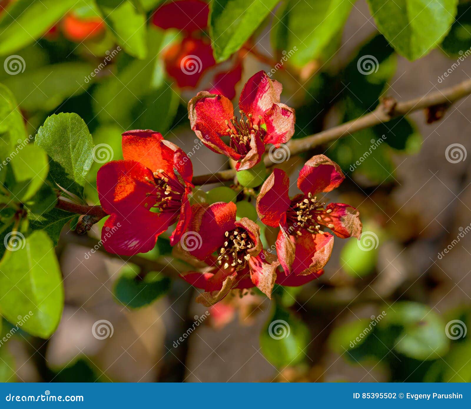 Red sakura flower stock photo. Image of sakura, floral - 85395502