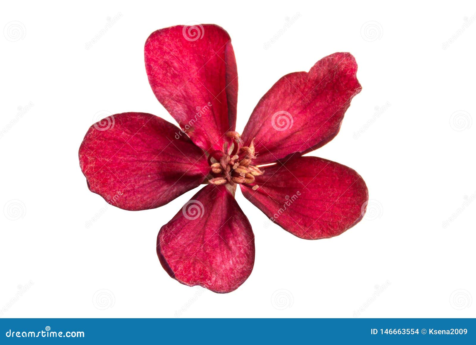 Red sakura flower isolated stock photo. Image of blossom - 146663554