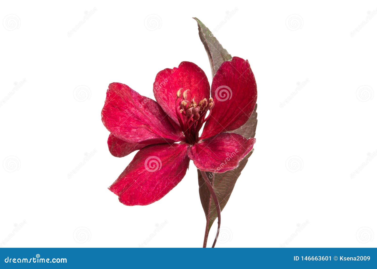 Red sakura flower isolated stock image. Image of macro - 146663601