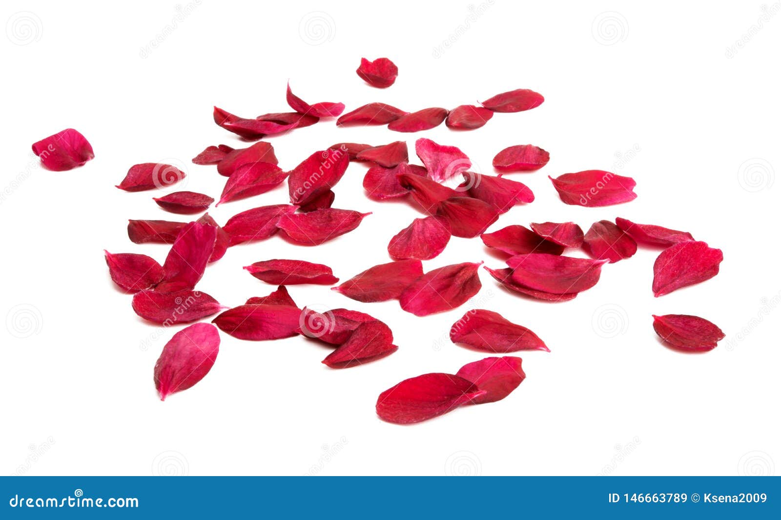 Red sakura flower isolated stock image. Image of flower - 146663789
