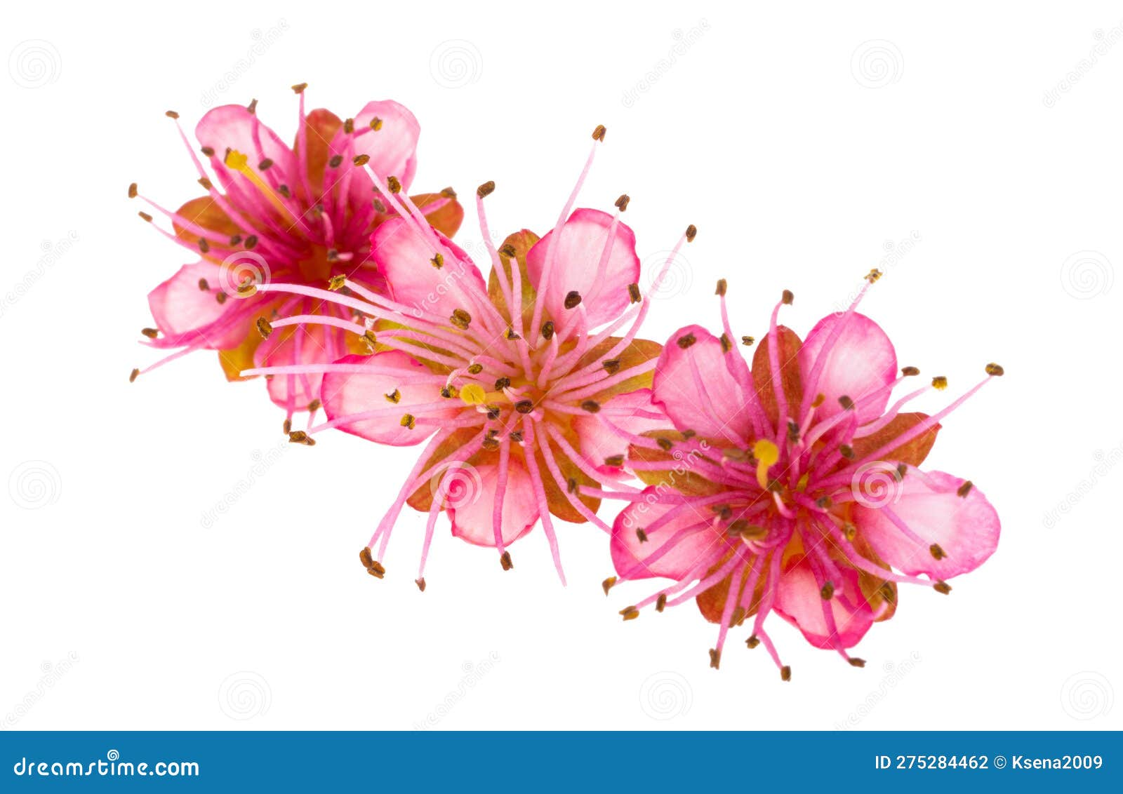 Red Sakura Flowers Isolated Stock Photo - Image of isolated, flowers ...