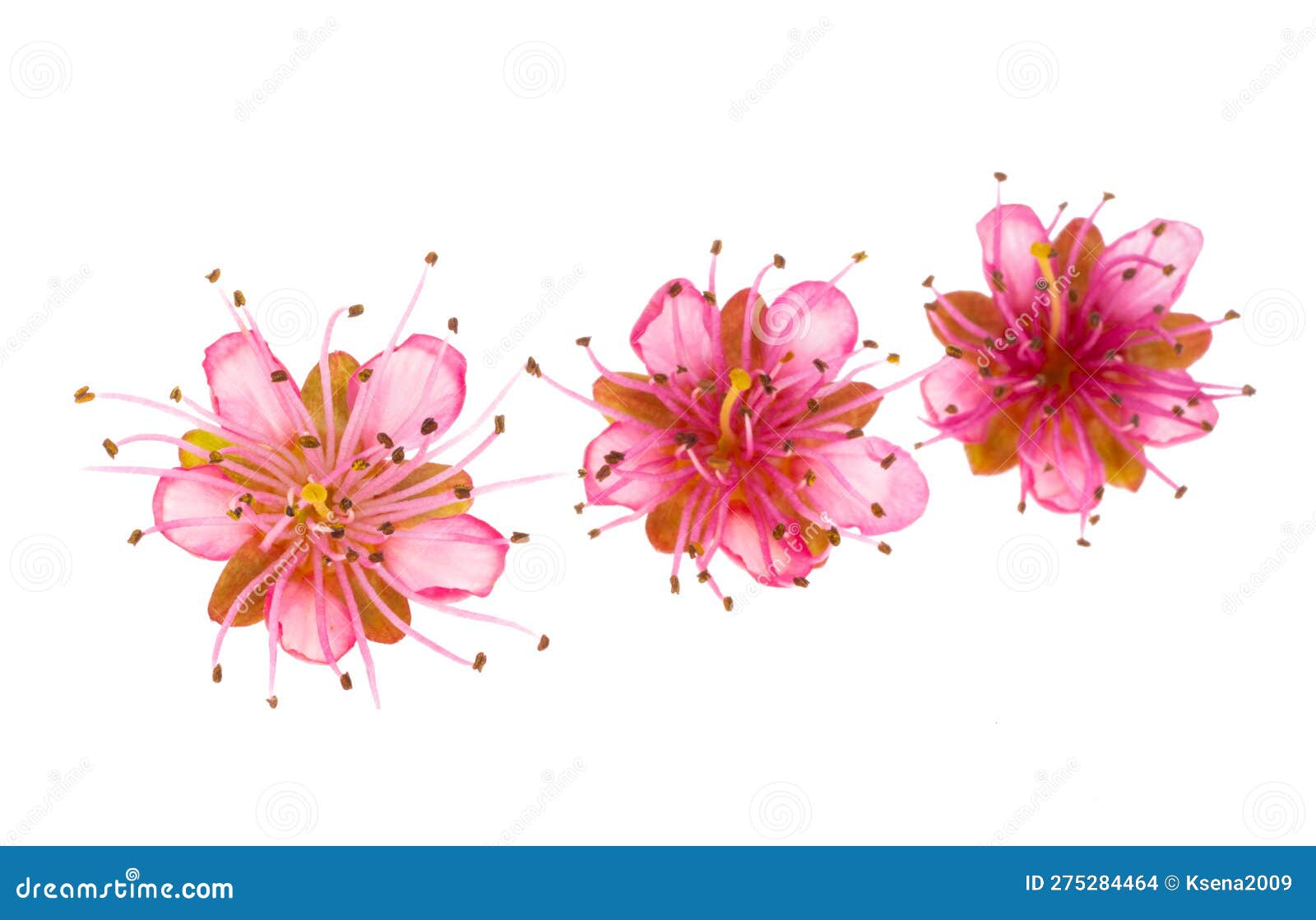 Red Sakura Flowers Isolated Stock Photo - Image of stem, flowers: 275284464