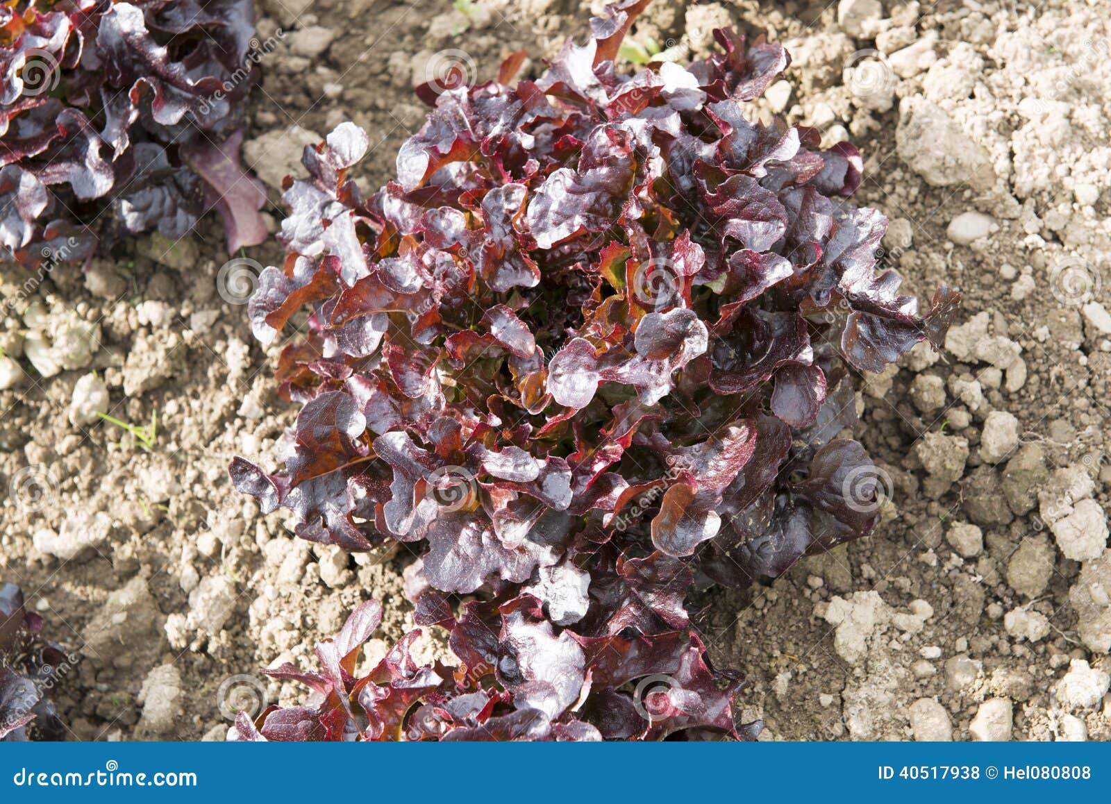 Red salad stock photo. Image of lollo, earth, agriculture - 40517938