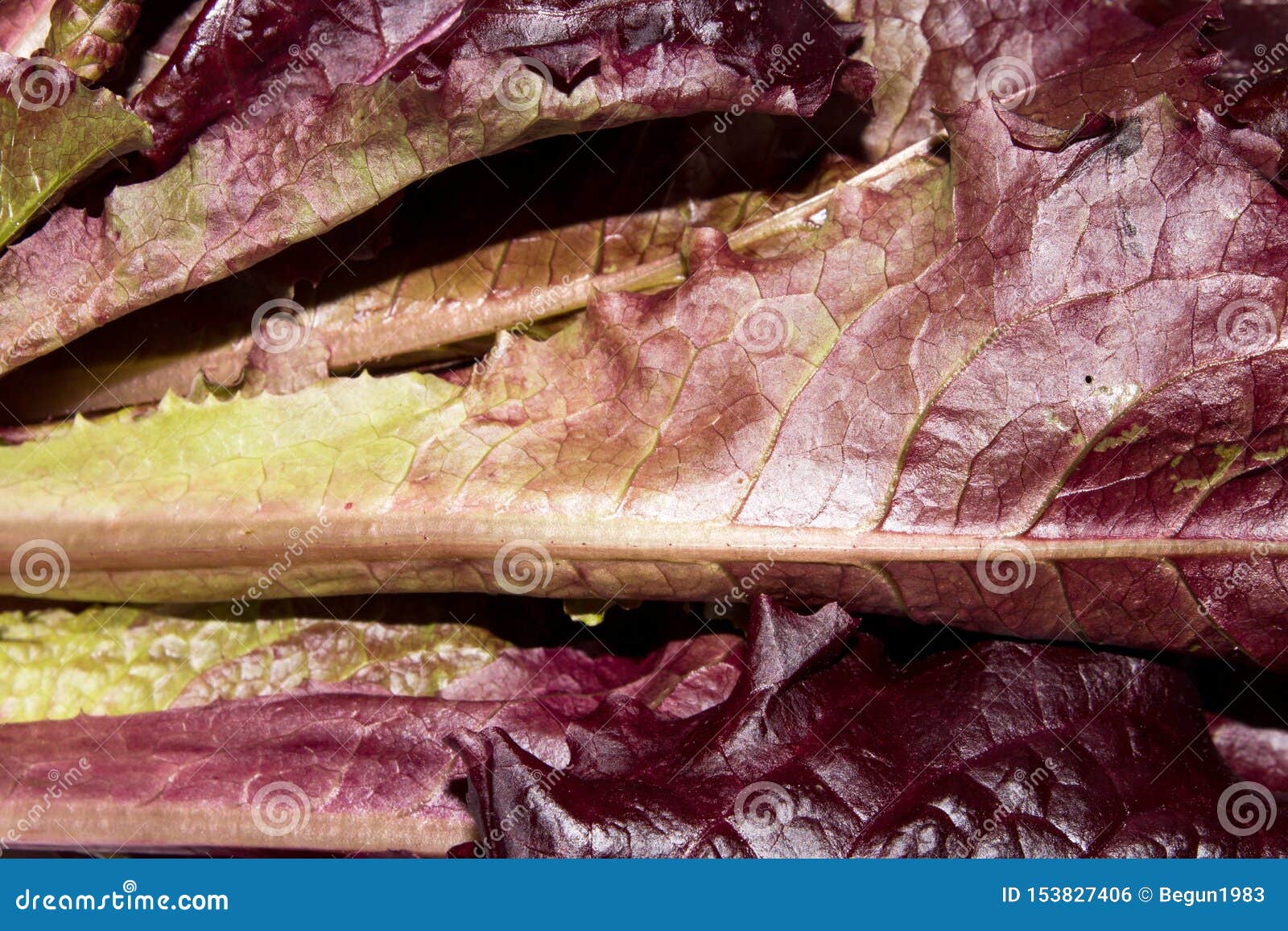 Red Salad Leaves.Salad Leaves Background Stock Photo - Image of leaves ...