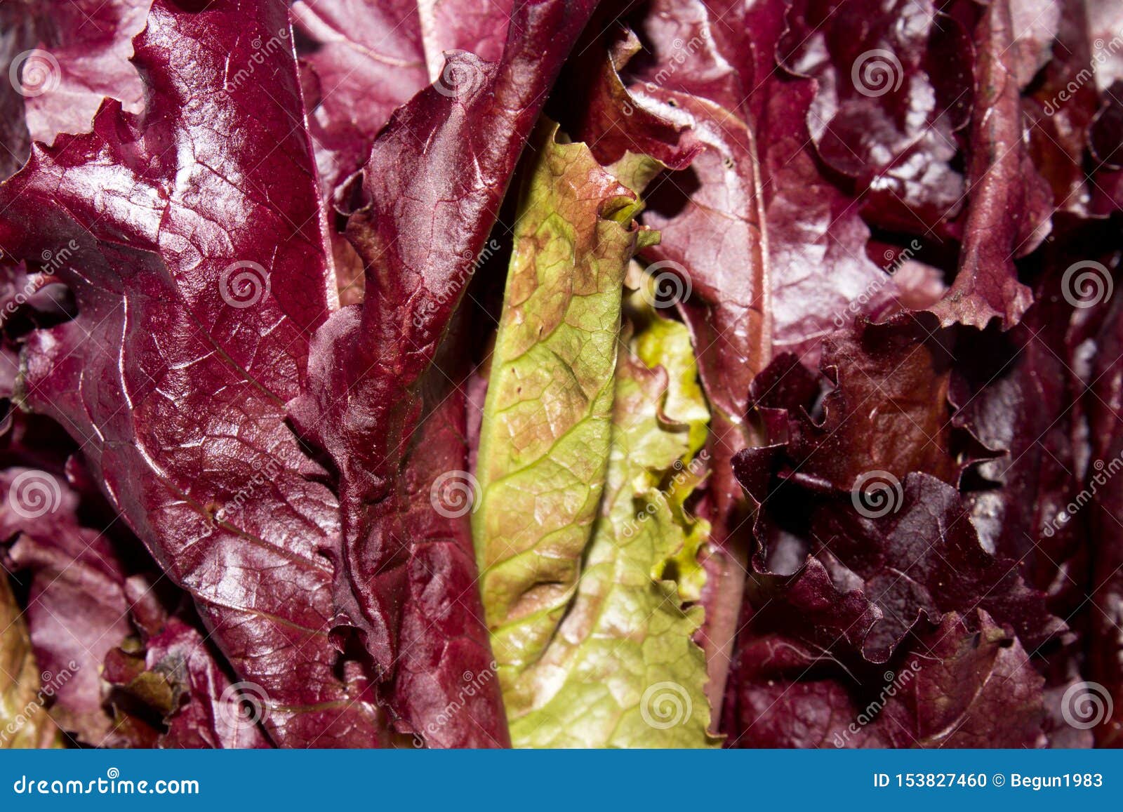 Red Salad Leaves.Salad Leaves Background Stock Photo - Image of ...