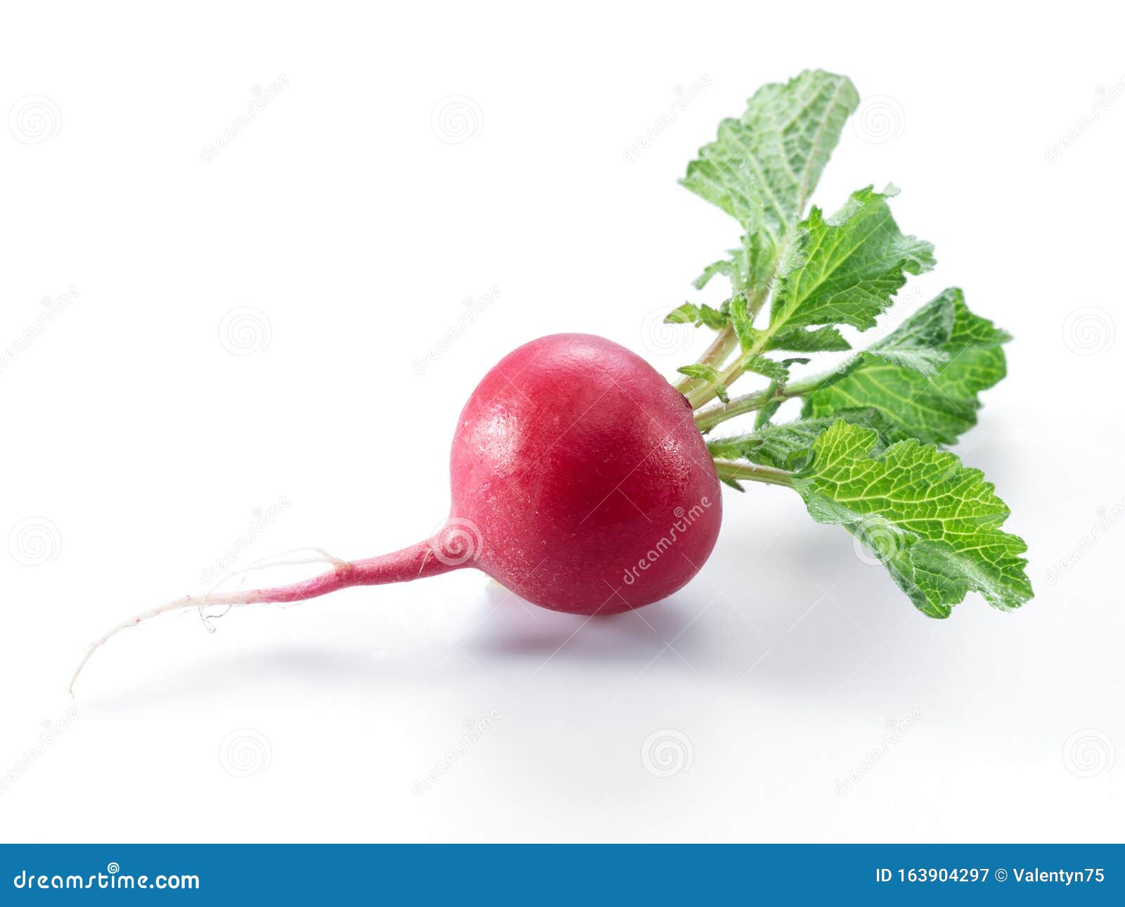 Red Salad Redish with Leaves on the White Background Stock Image ...