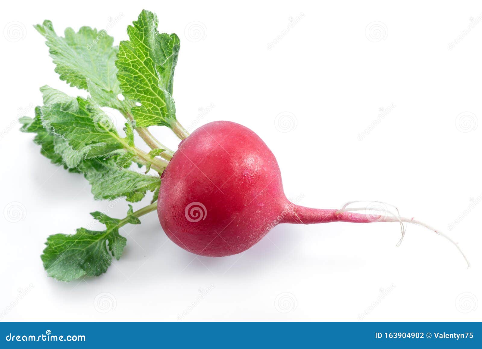 Red Salad Redish with Leaves on the White Background Stock Photo ...