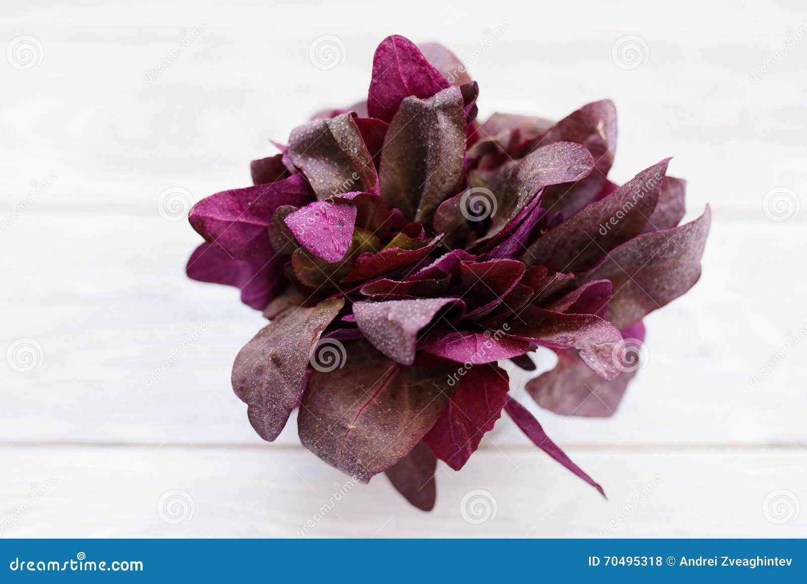 Red Salad on White Table stock photo. Image of leaf, freshness - 70495318