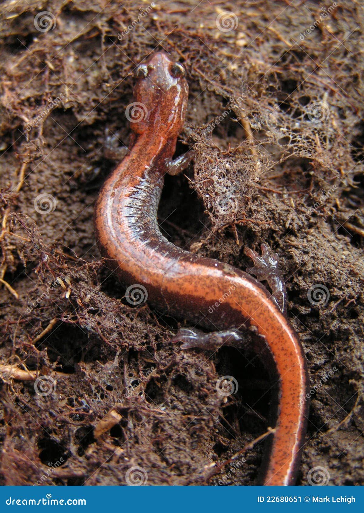 Red salamander stock image. Image of crawly, root, natural - 22680651