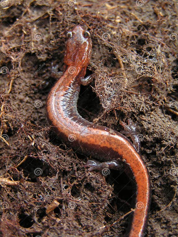 Red salamander stock image. Image of crawly, root, natural - 22680651