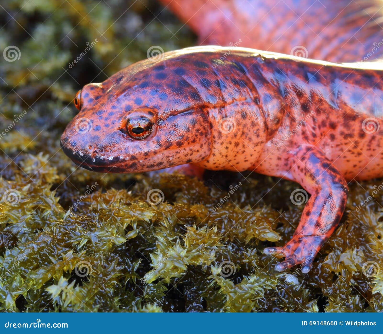 Red Salamander stock photo. Image of herps, moss, lungless - 69148660