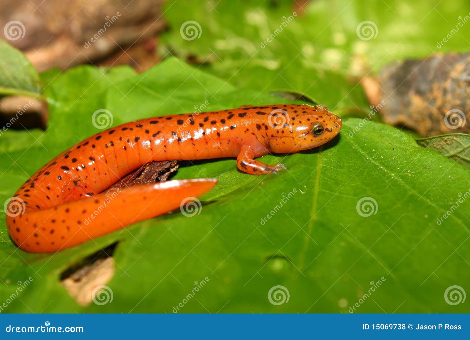 Red Salamander (Pseudotriton Ruber) Stock Photo - Image of environment ...