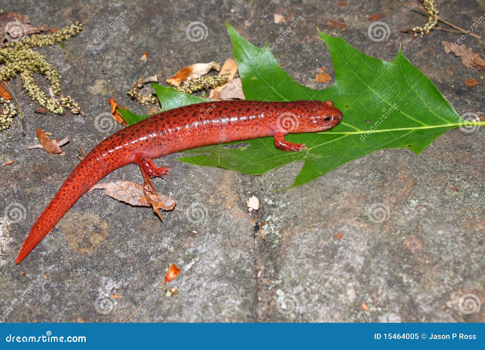 Red Salamander (Pseudotriton Ruber) Stock Image - Image of america ...