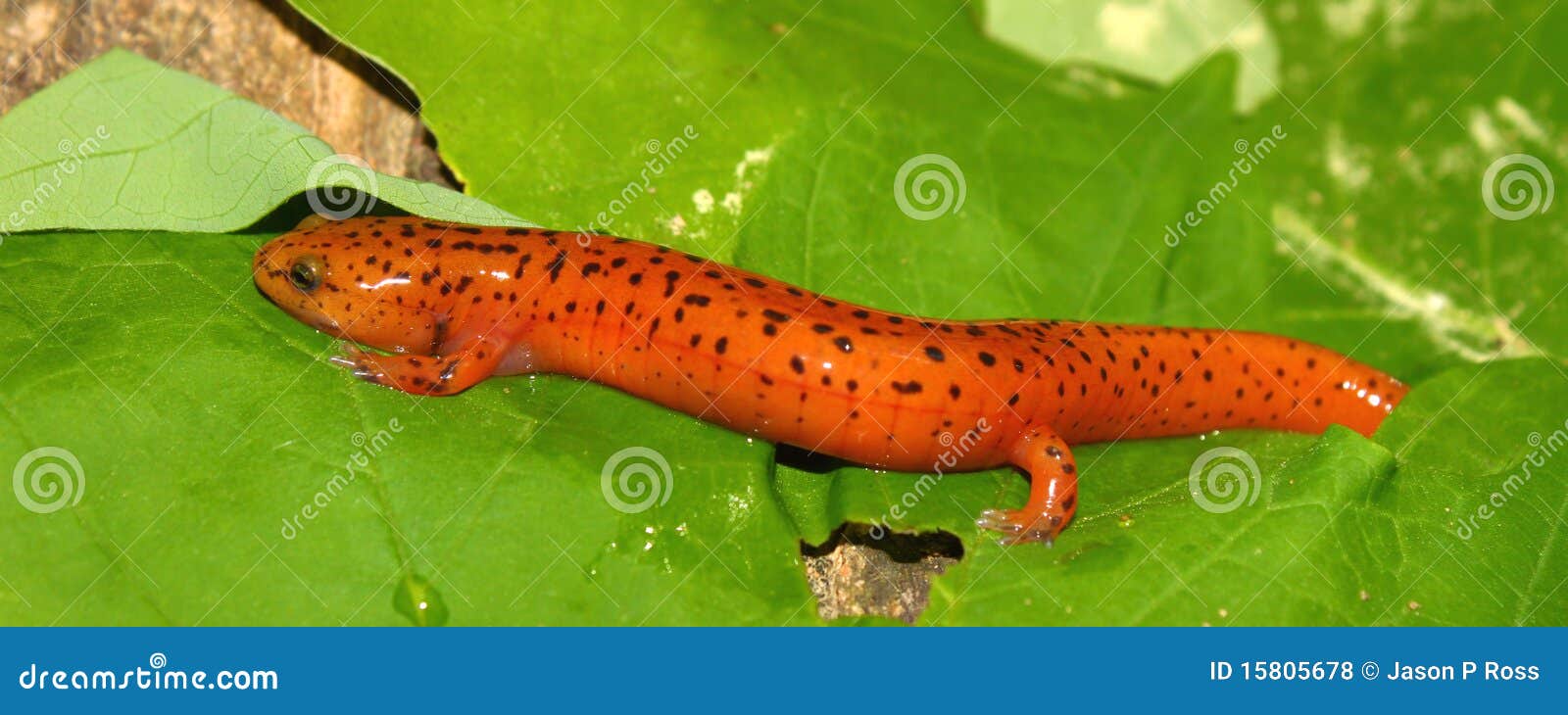 Red Salamander (Pseudotriton Ruber) Stock Photo - Image of pretty ...