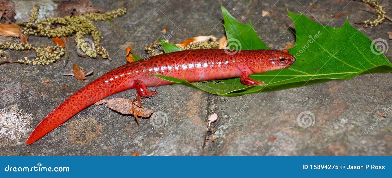 Red Salamander (Pseudotriton Ruber) Stock Image - Image of biological ...