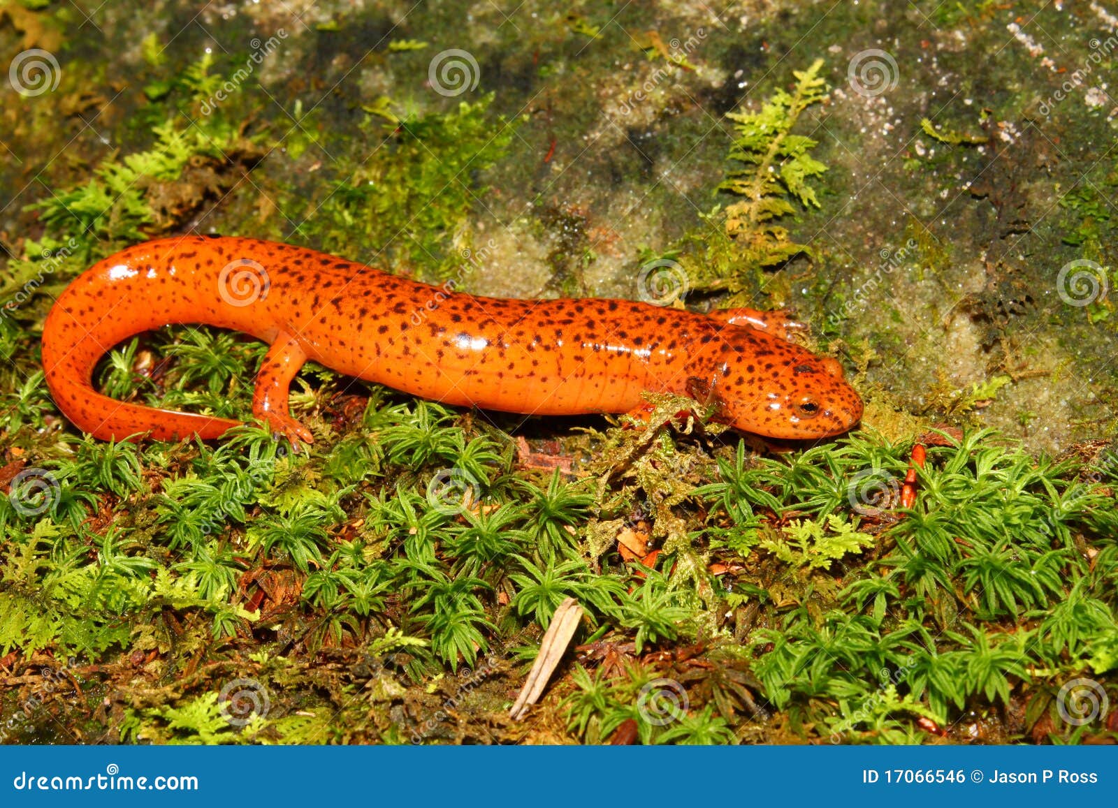 Red Salamander (Pseudotriton Ruber) Stock Photo - Image of biology ...