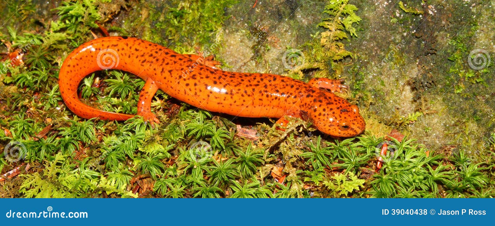 Red Salamander (Pseudotriton Ruber) Stock Photo - Image of pretty ...