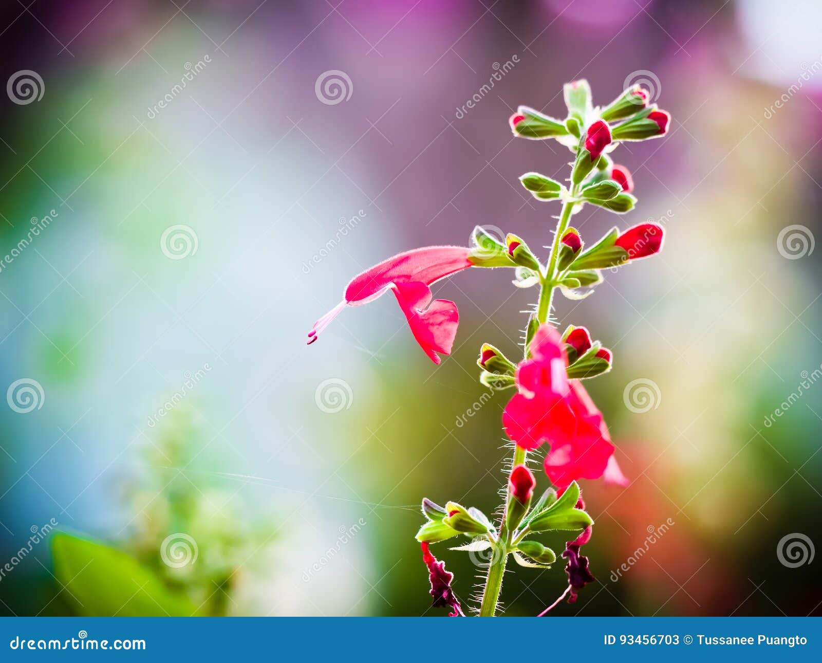 Red Salvia Coccinea, Scarlet Sage. Stock Image - Image of foliage, grow ...