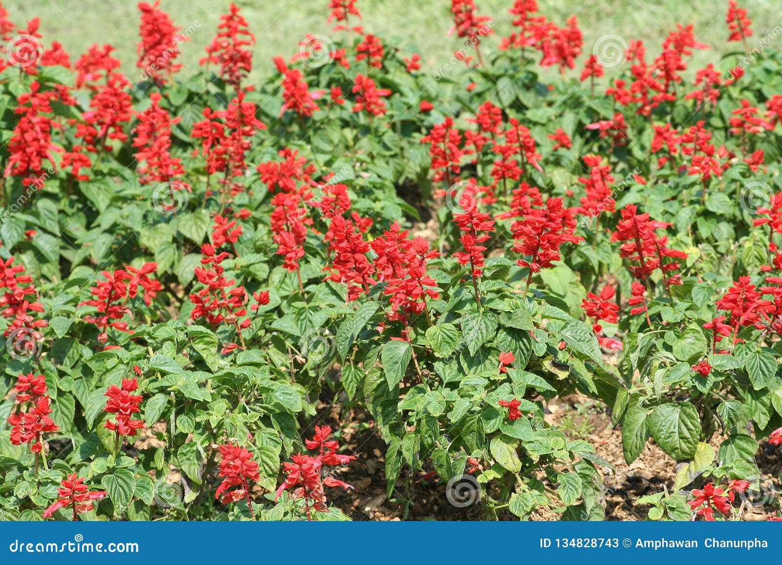 Red salvia flowers stock image. Image of green, blossom - 134828743