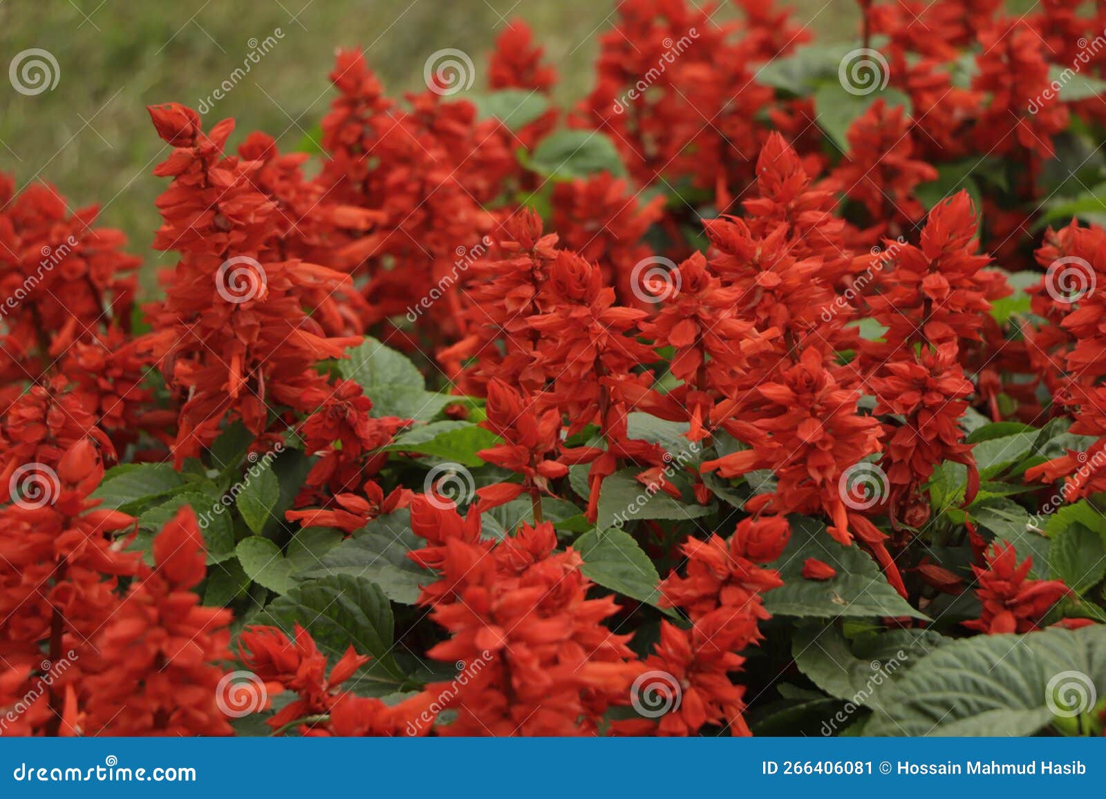 Red Salvia Flowers on a Gray Stone Background Stock Image - Image of ...