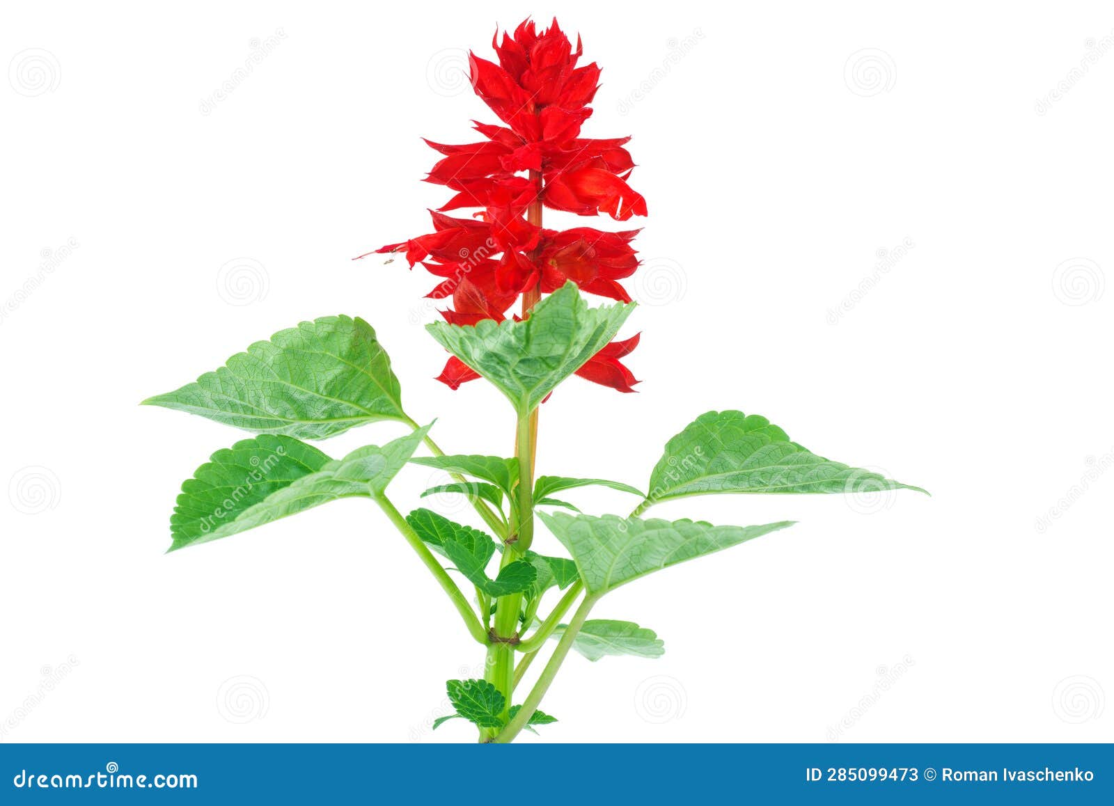 Red Salvia Flowers (Salvia Splendens) Isolated on a White Stock Image ...