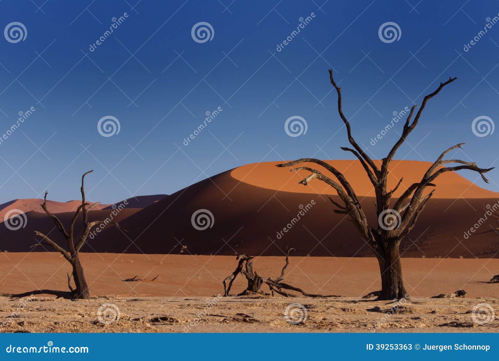 Red Sand Dunes and Dead Trees Stock Image - Image of dead, desert: 39253363