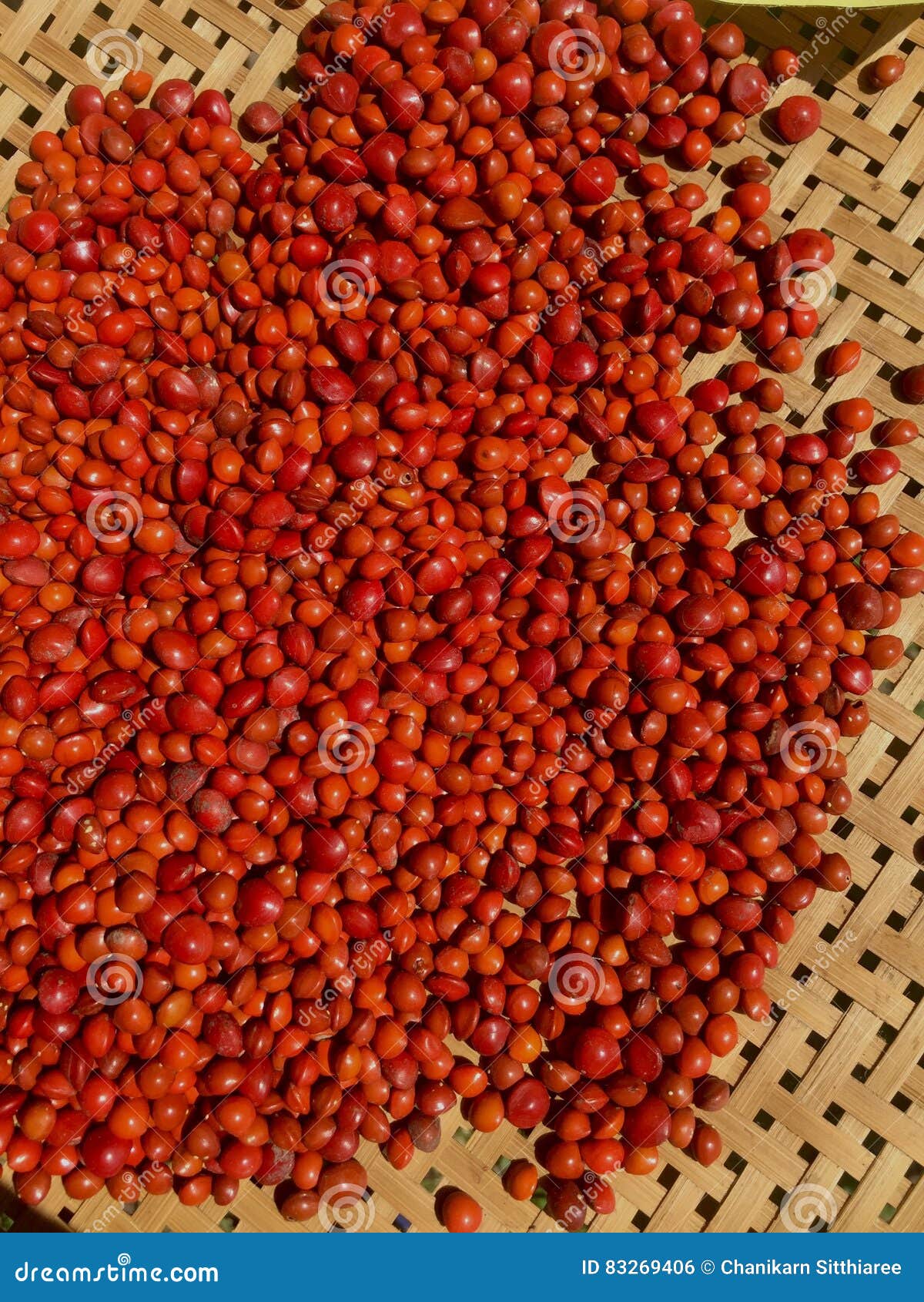 Red Sandalwood Tree stock photo. Image of redwood, local - 83269406