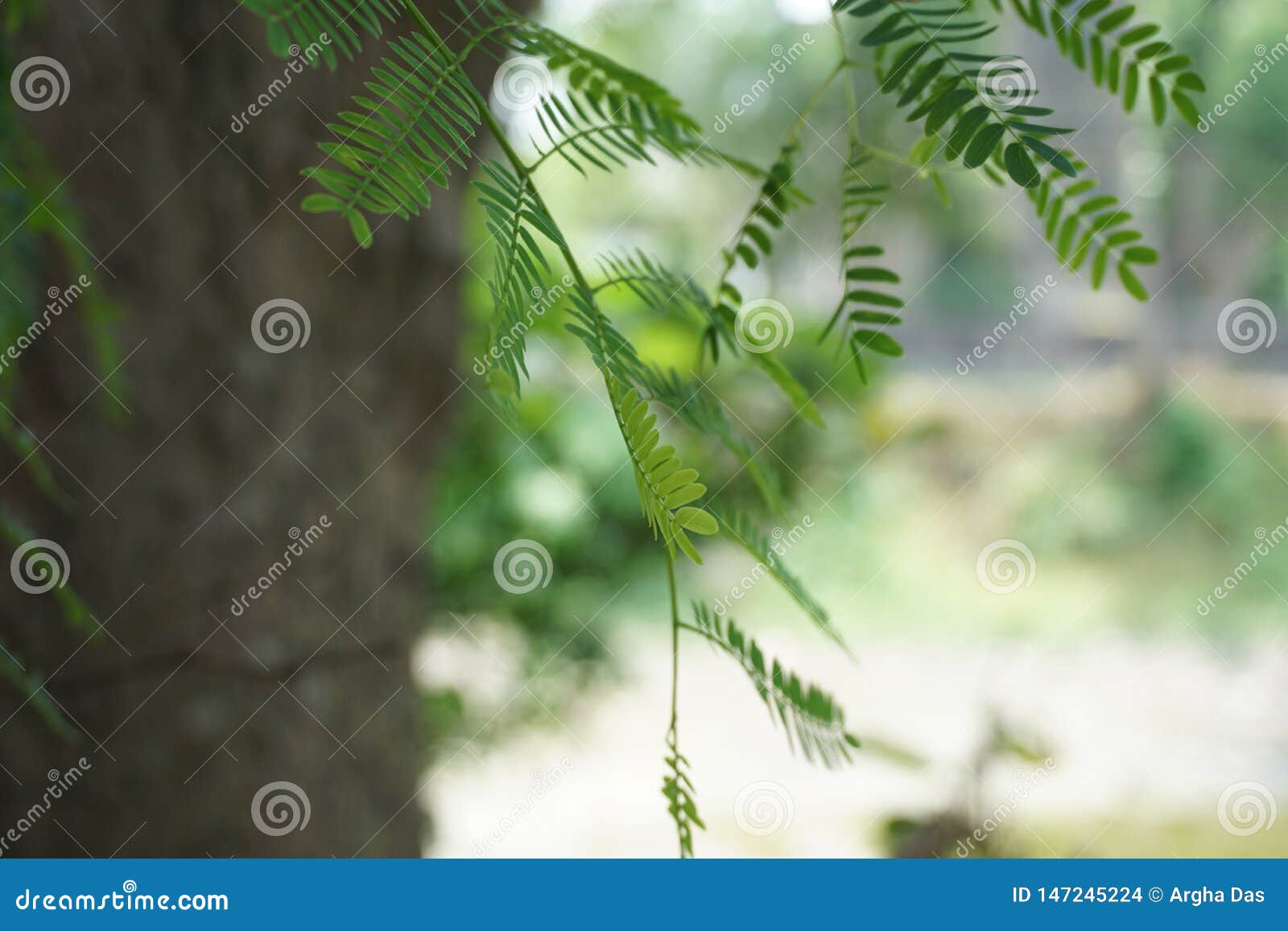 Red sandalwood tree stock photo. Image of nature, tree - 147245224