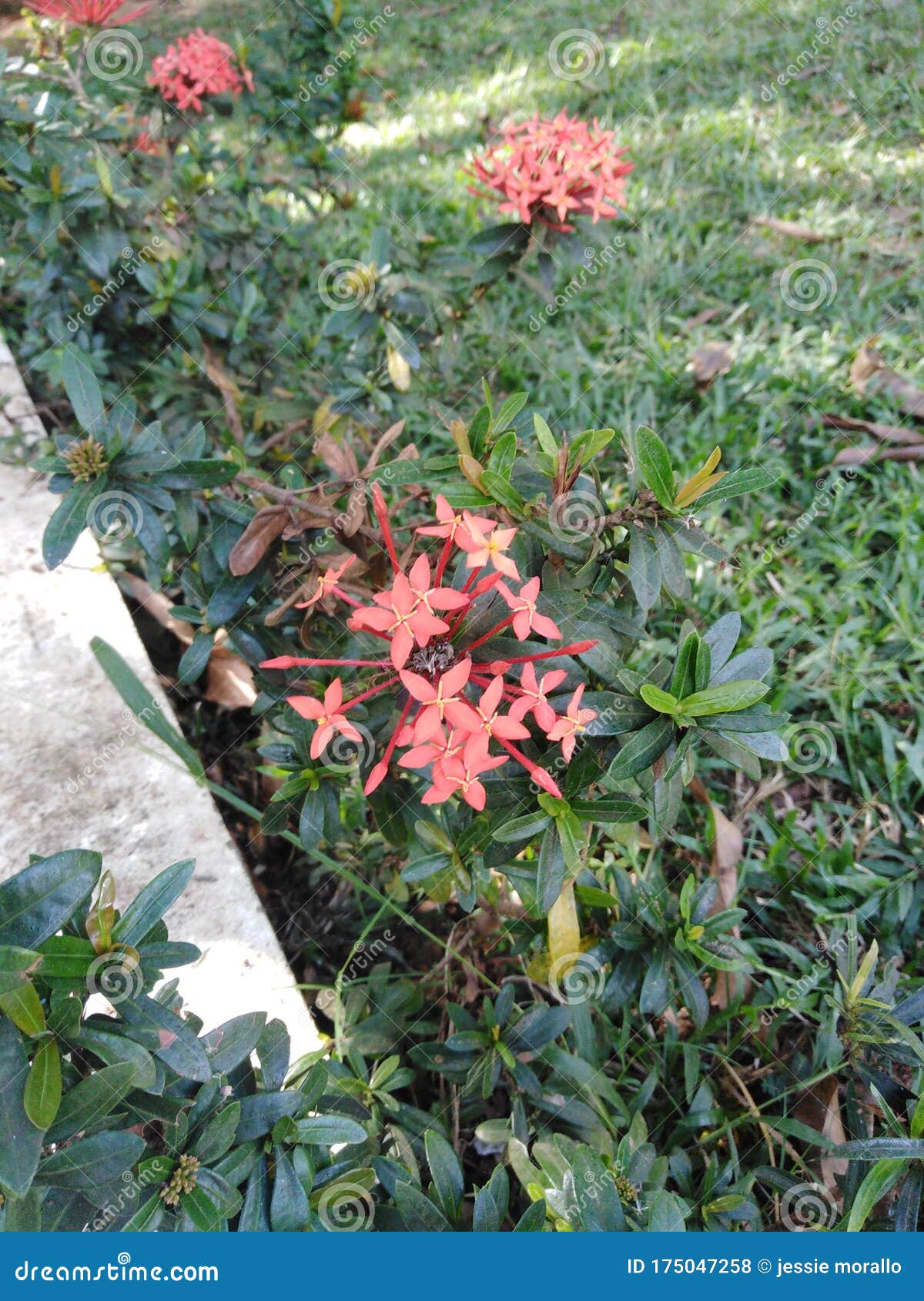 Red santan flower stock photo. Image of santan, flower - 175047258