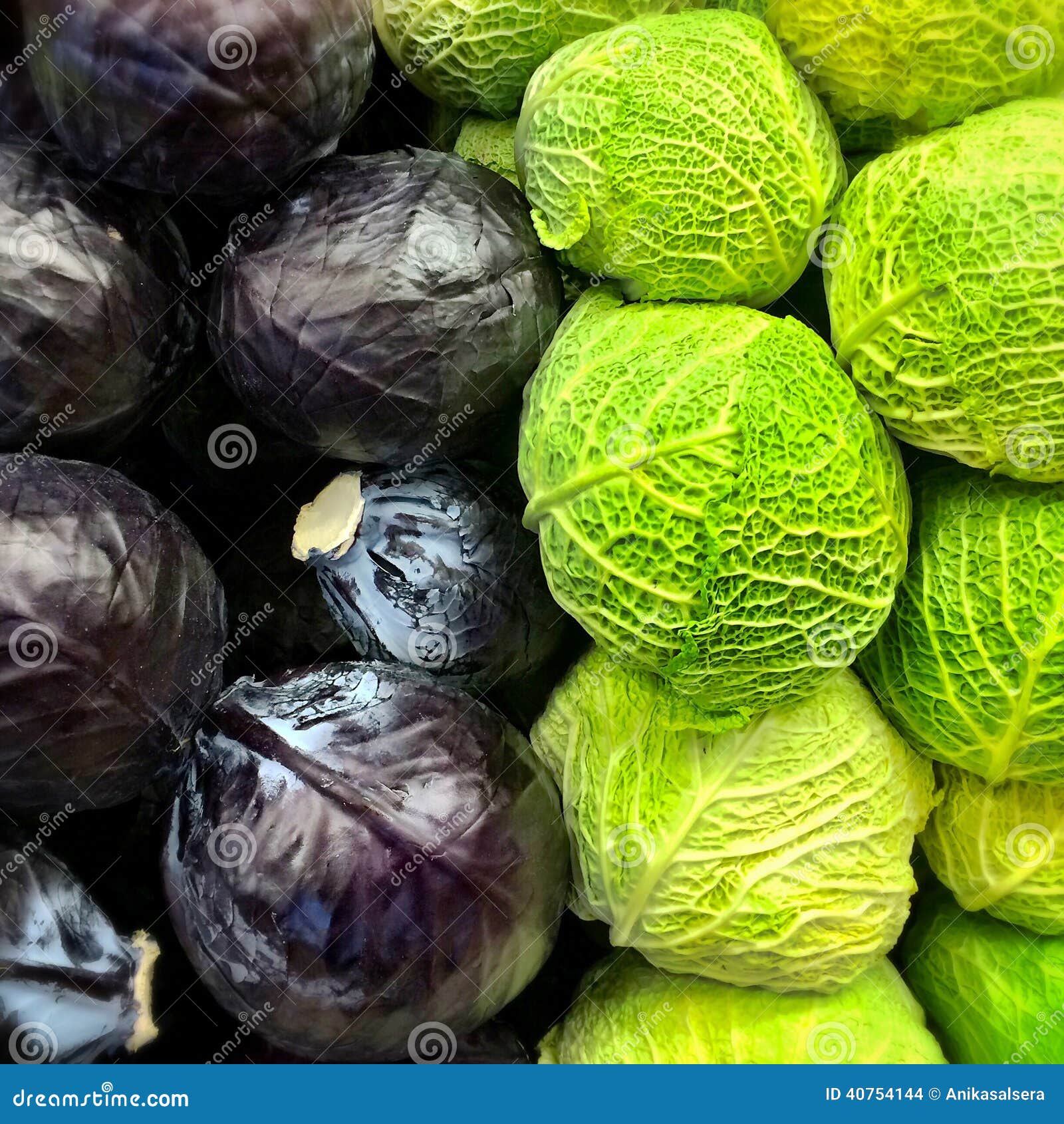 Savoy Cabbage On A Garden. Royalty-Free Stock Photo | CartoonDealer.com ...
