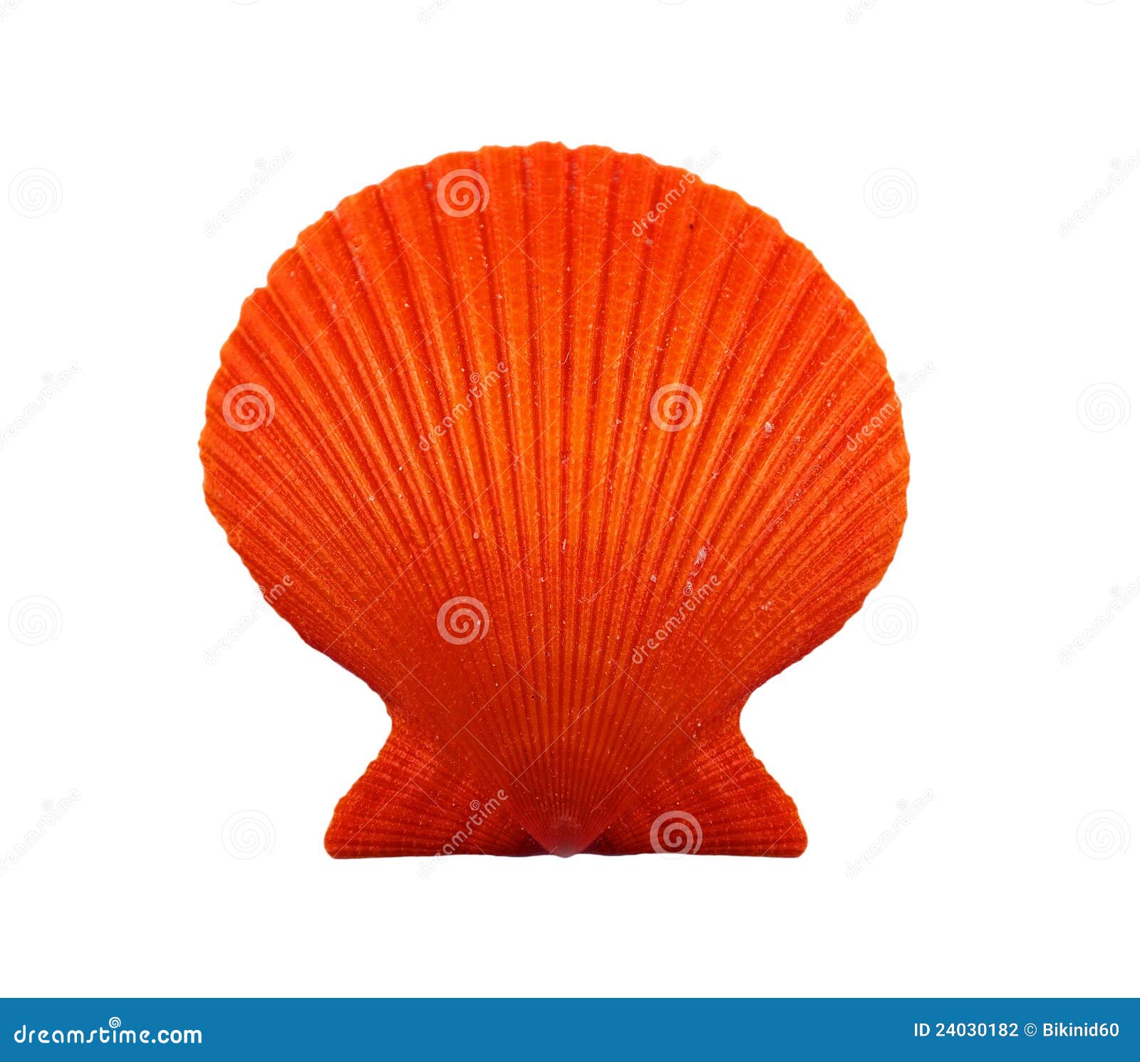 Red scallop. stock photo. Image of cover, jagged, vitality - 24030182